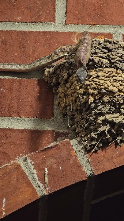 Snake digesting a meal - YouTube