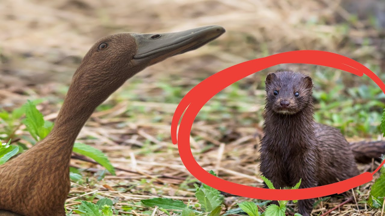 The Most Dangerous Poultry Predator - YouTube