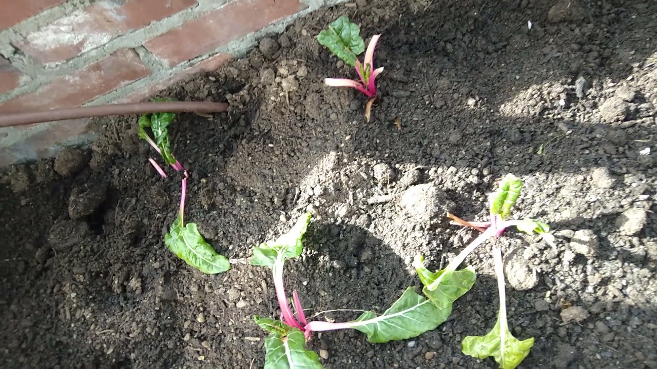 Simple DIY Climate Battery for a small greenhouse! - YouTube
