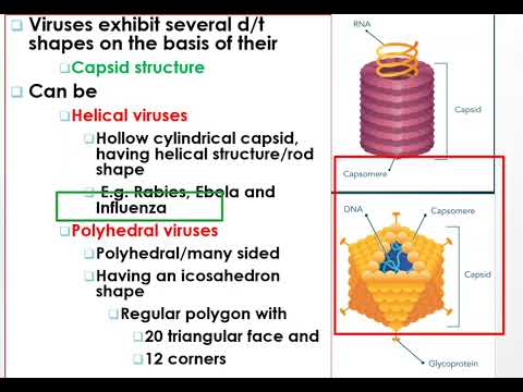 Grade 12 biology. Structures and characteristics of Viruses - YouTube