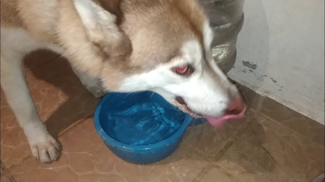 Husky Rojo tomando agua bien raro - YouTube