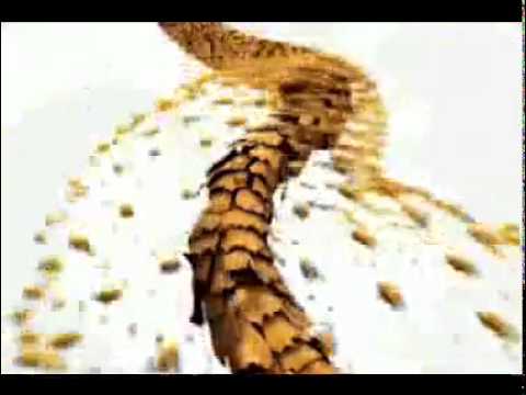 Keratin Complex Smoothing Therapy Infusion Coppola Straight Hair