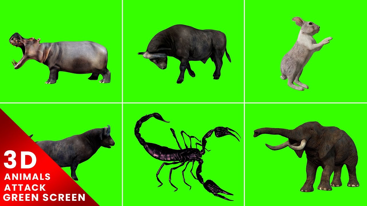 Animal Attack Green Screen For Editing For Free - YouTube