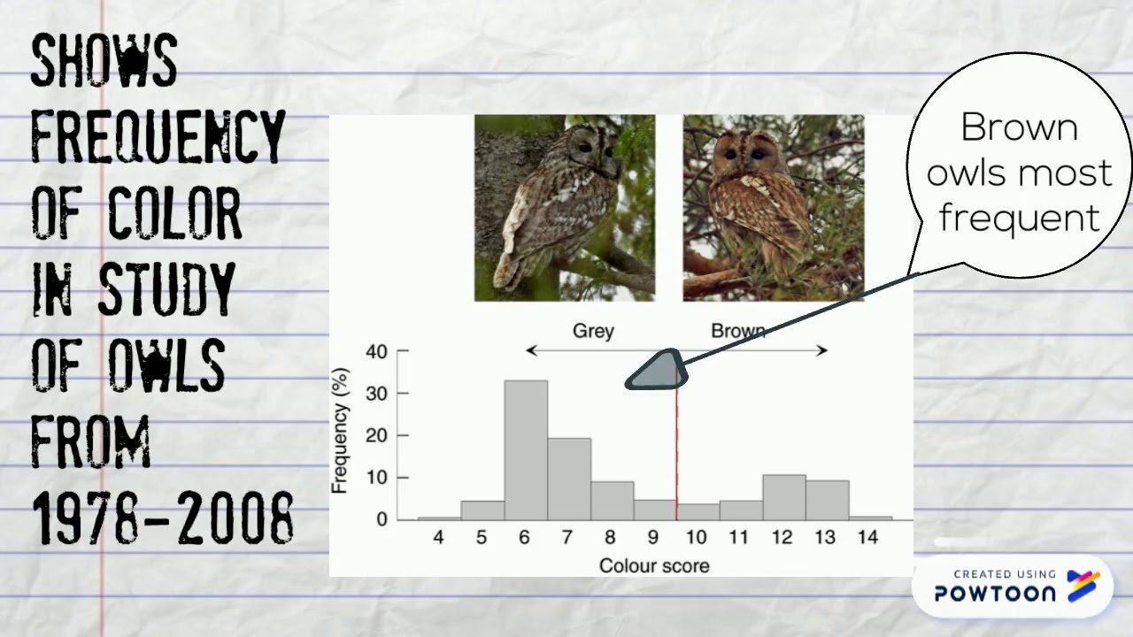 Tawny Owl Evolution - YouTube
