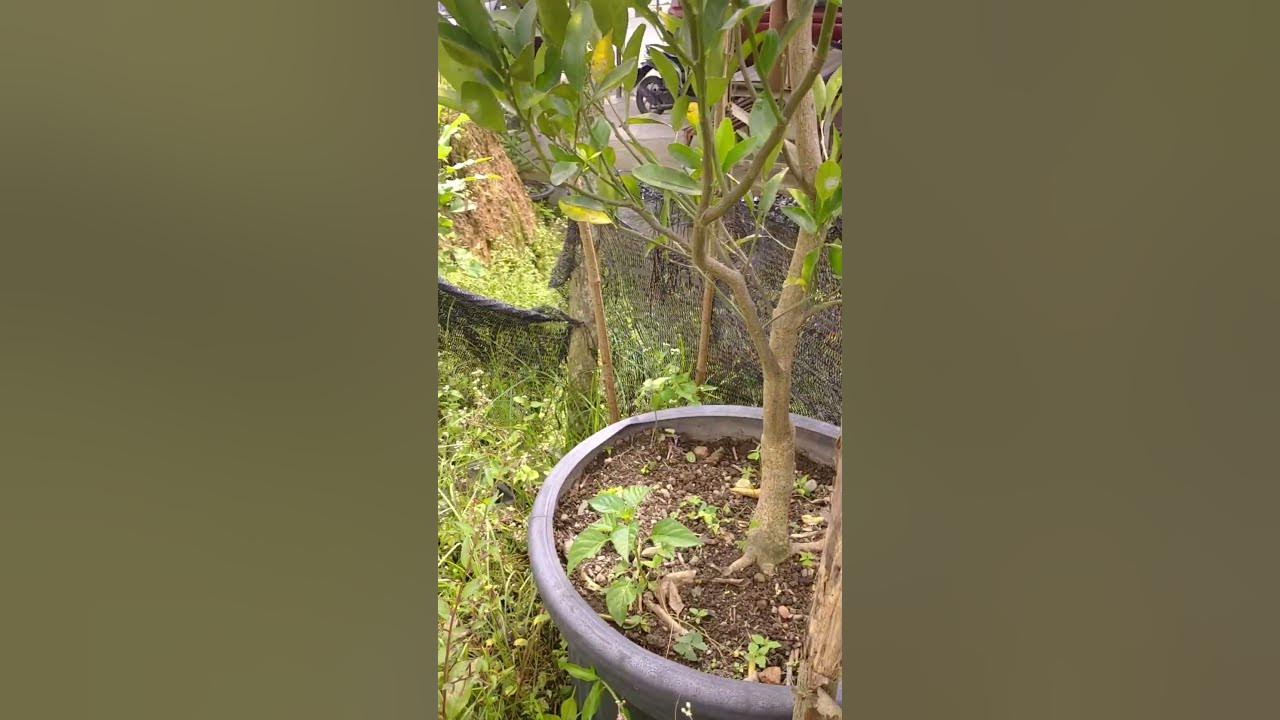 Jeruk manis dalam pot berbuah lebat - YouTube