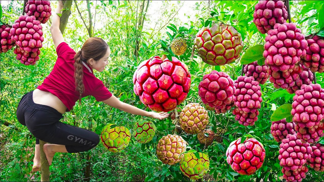 Harvesting Red Forest Custard apples, fruits that only grow in deep ...