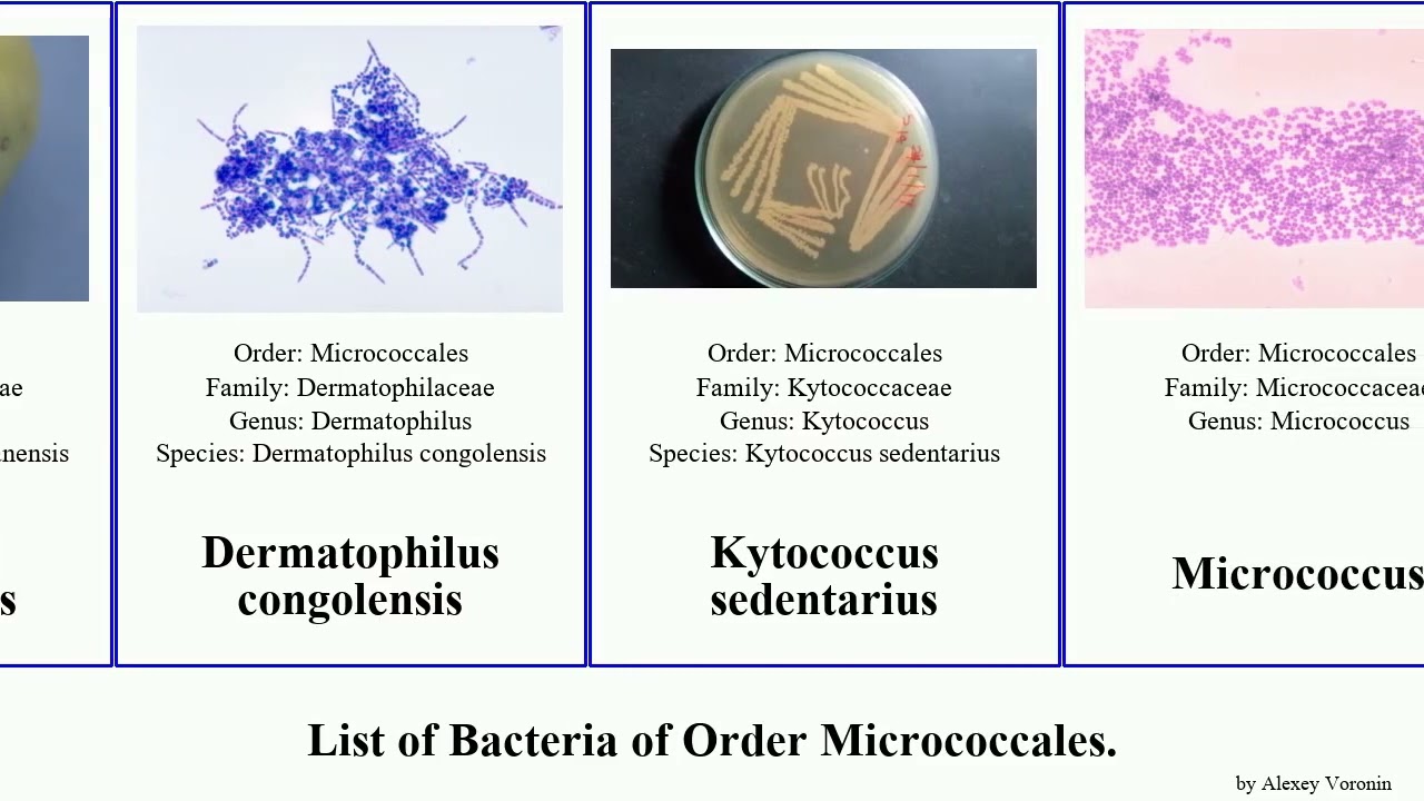 List of Bacteria of Order Micrococcales. linens luteus agilis ...