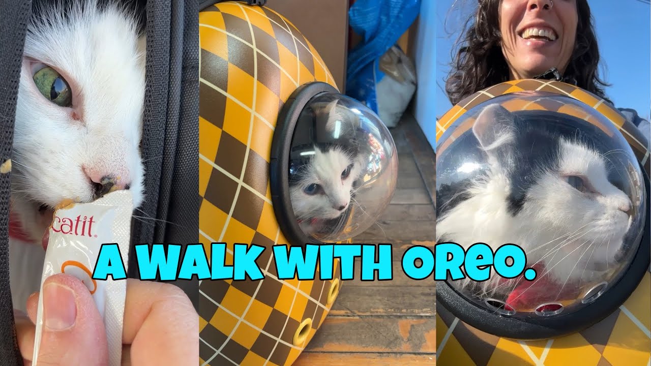 A Walk With Oreo - YouTube
