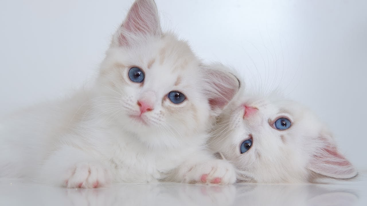 Top Twin Cat Names for Sibling Duo Cats🐾😺 - YouTube