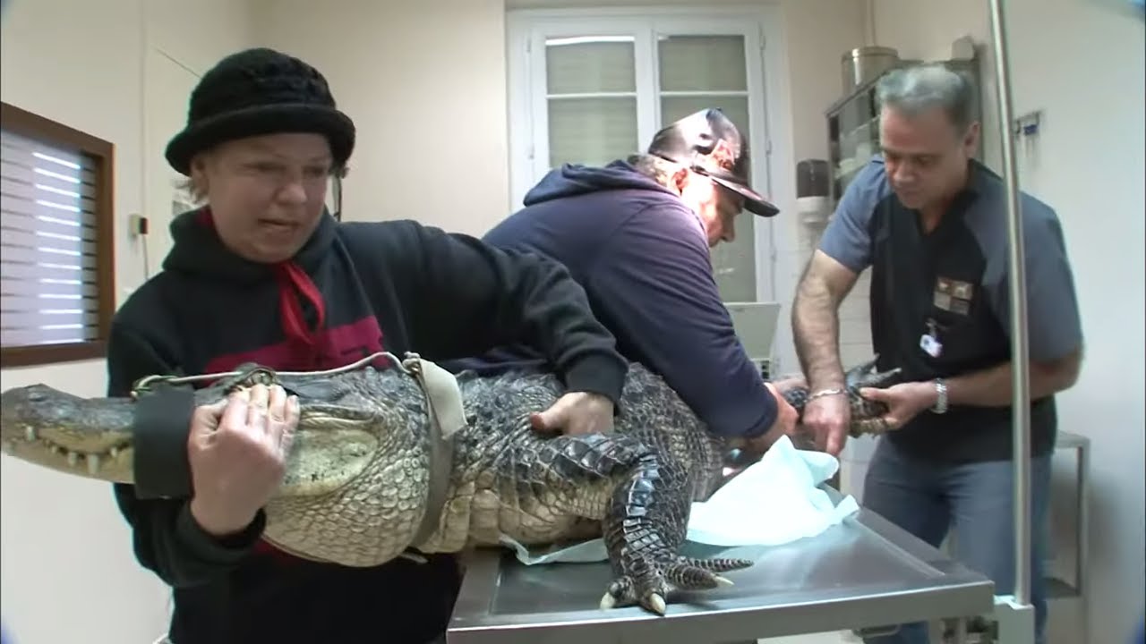 Chirurgie d'un alligator - YouTube
