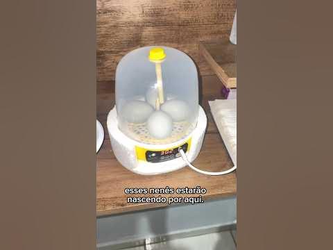 Vida no Rancho| mini chocadeira da Shopee #shopee #viral #viralvideo #aves #shorts # ...