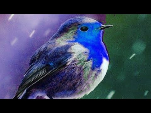 Most Beautiful Animated WhatsApp status video