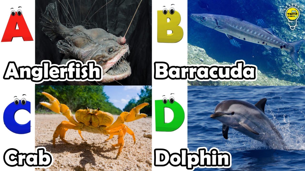 ABC Sea Animals song | Learn Alphabets | English and Animals for Kids ...