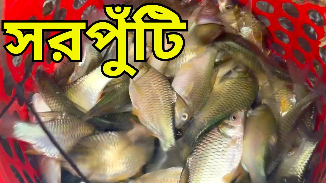 থাই সরপুঁটি মাছের পোনা যেভাবে পুকুরে ছাড়বেন Puti Fish Releasing in ...