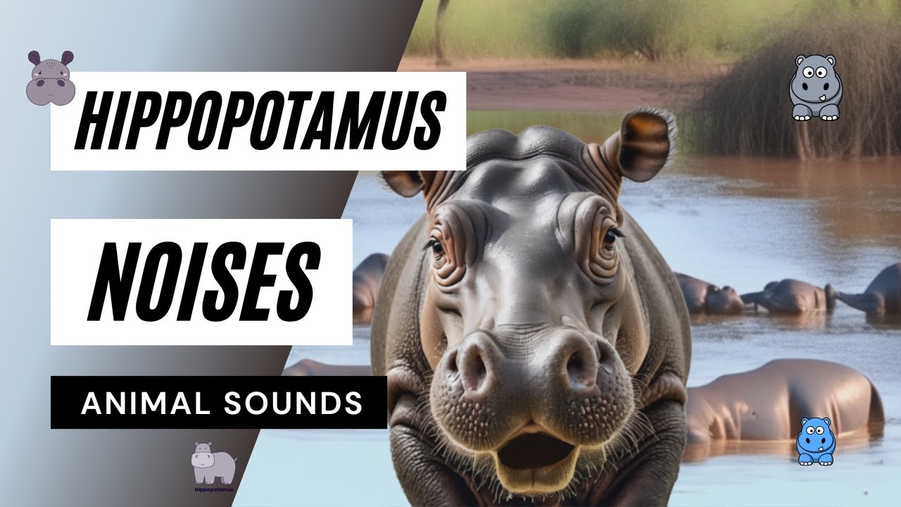 Animal Sounds: Hippopotamus Noises - the animal sounds: 🦛hippo roar / sound effect / animation ...