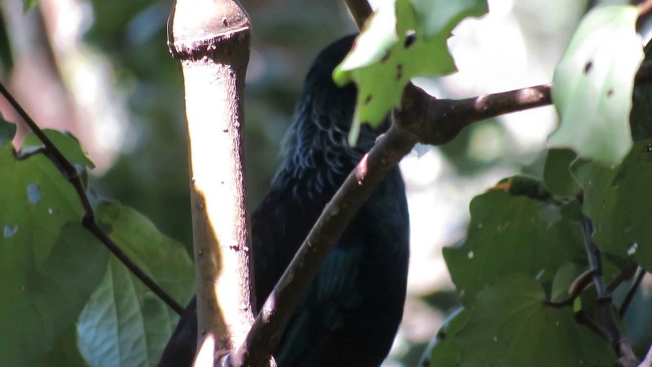 Tui eating kawakawa6Mar19 1347hr 8739 - YouTube