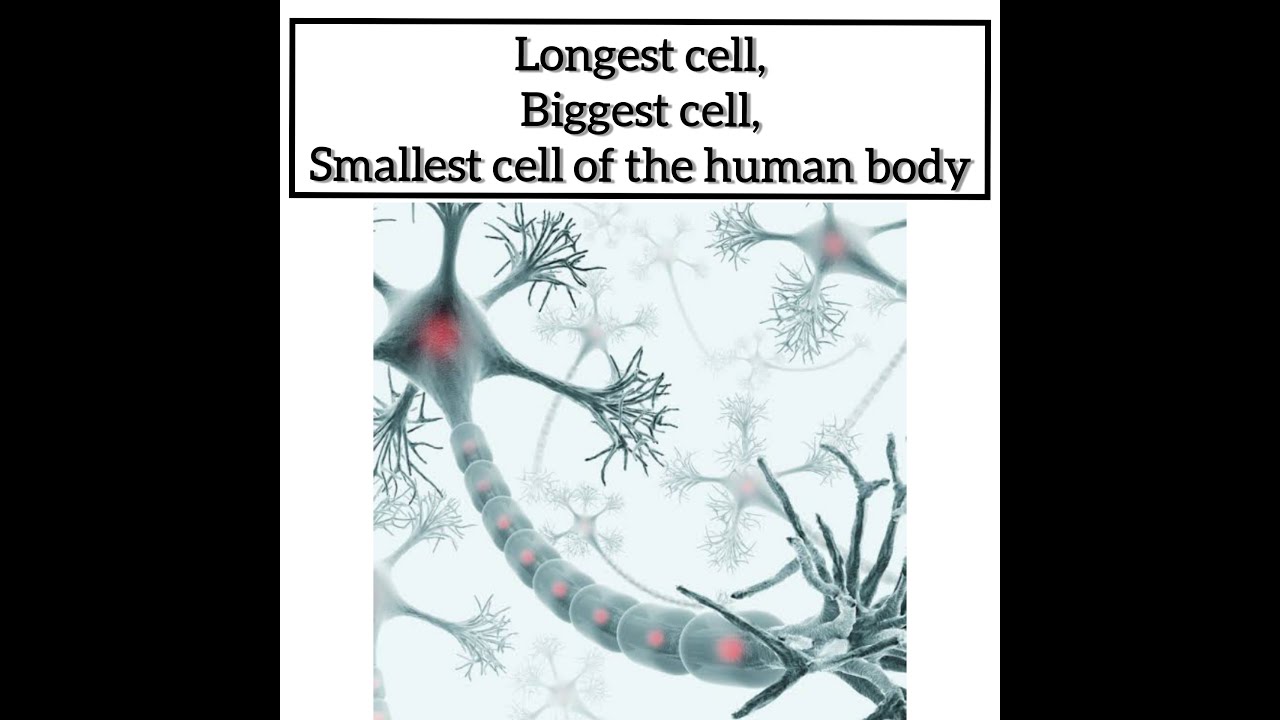 Longest, biggest & Smallest cell of the human body! #cell #nervecell ...