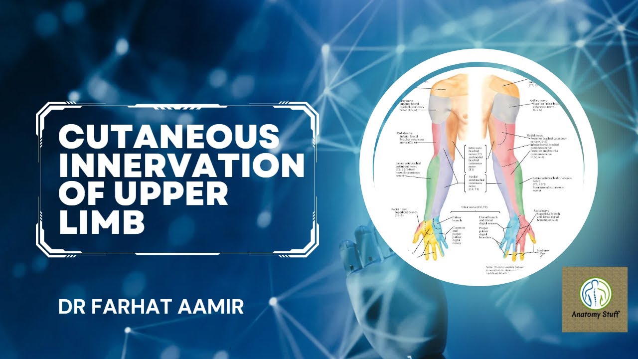 Cutaneous Innervation Of Upper Limb - YouTube