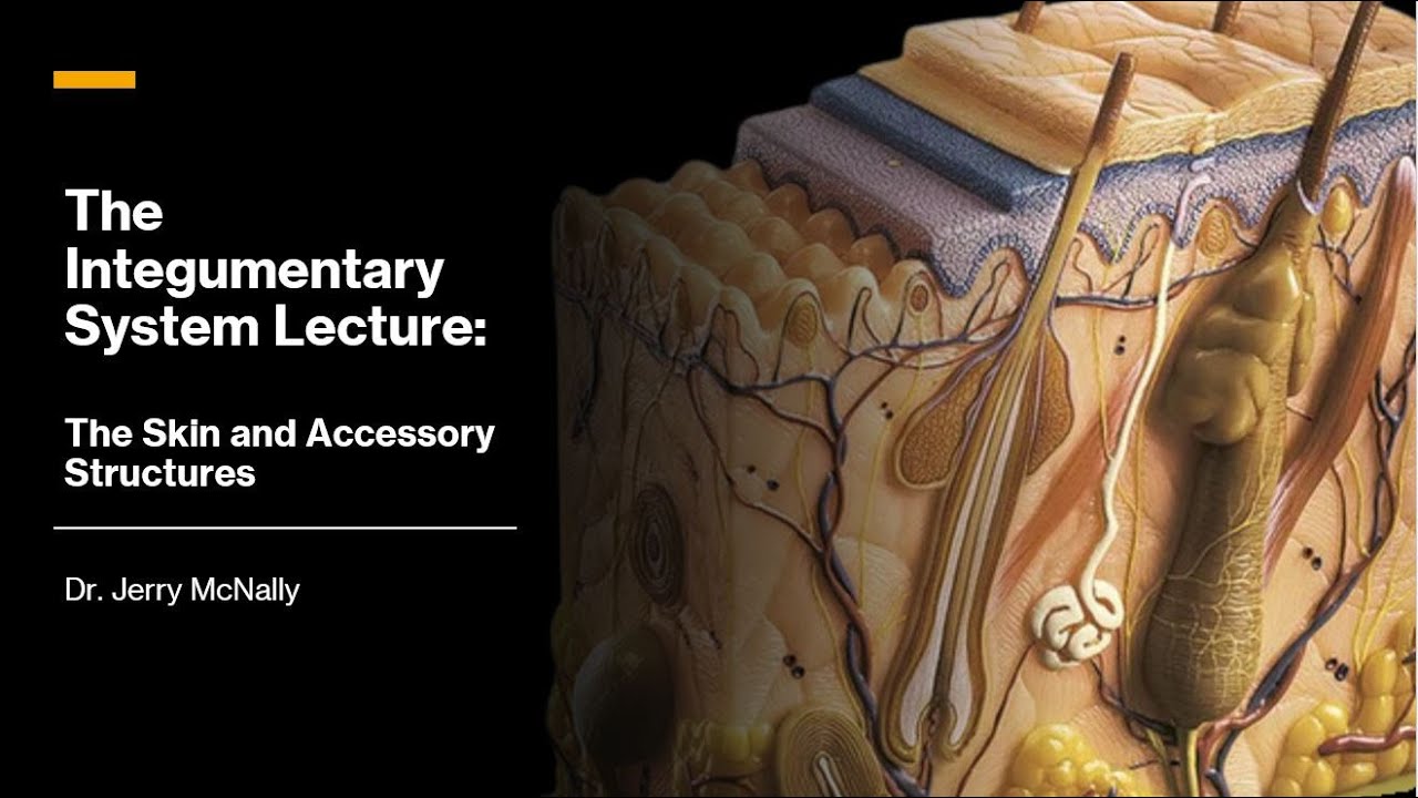 The Integumentary System: The Skin and Accessory Structures - YouTube