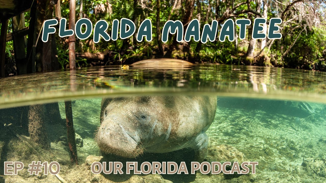 EP #10 Are Manatees Mermaids? - YouTube