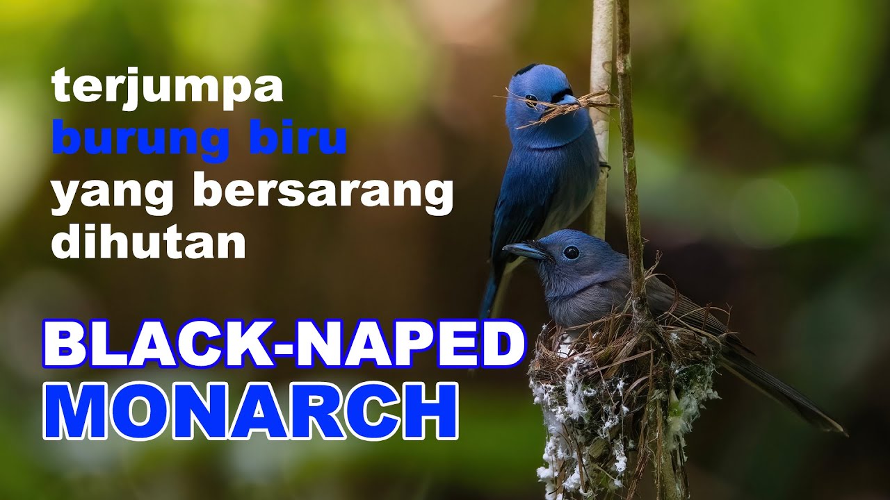 TERJUMPA BURUNG BIRU DI HUTAN (TER SANGAT CLICKBAIT) - YouTube