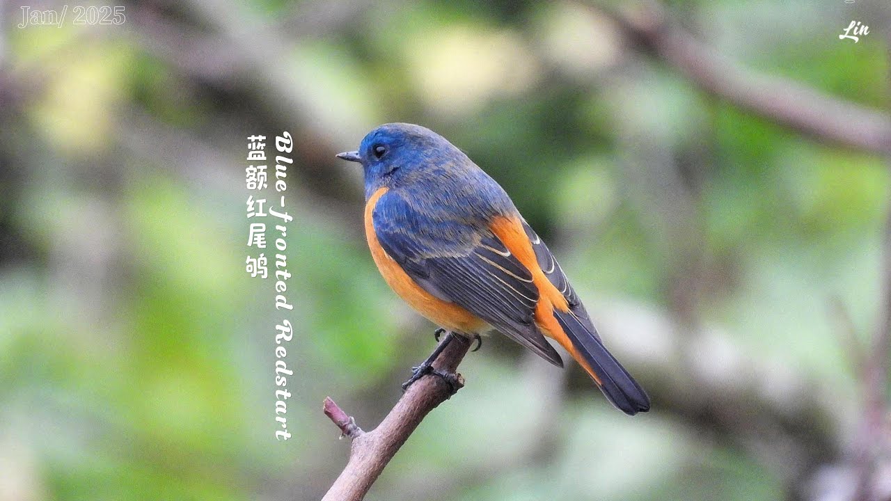 Red fronted Redstart - YouTube