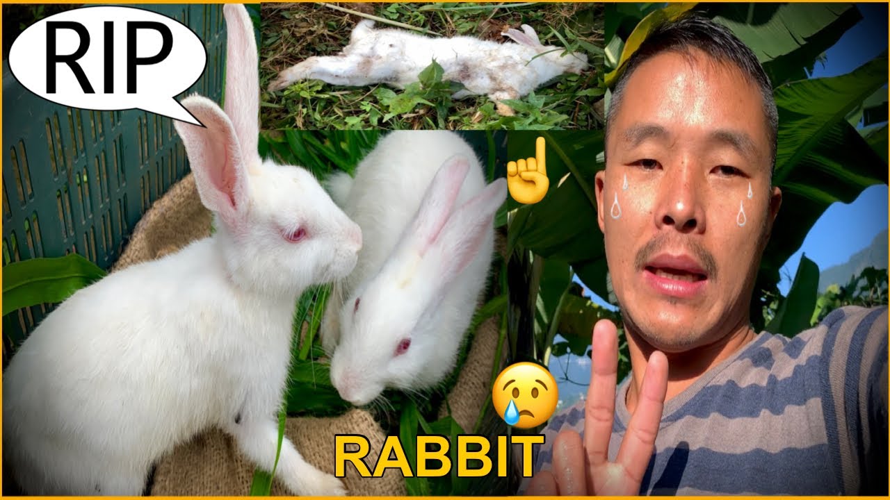 RIP My Cute Rabbit😢 || Aju Mero Rabbit Pani Chai Na👏🏼 || RIP Rabbit ...