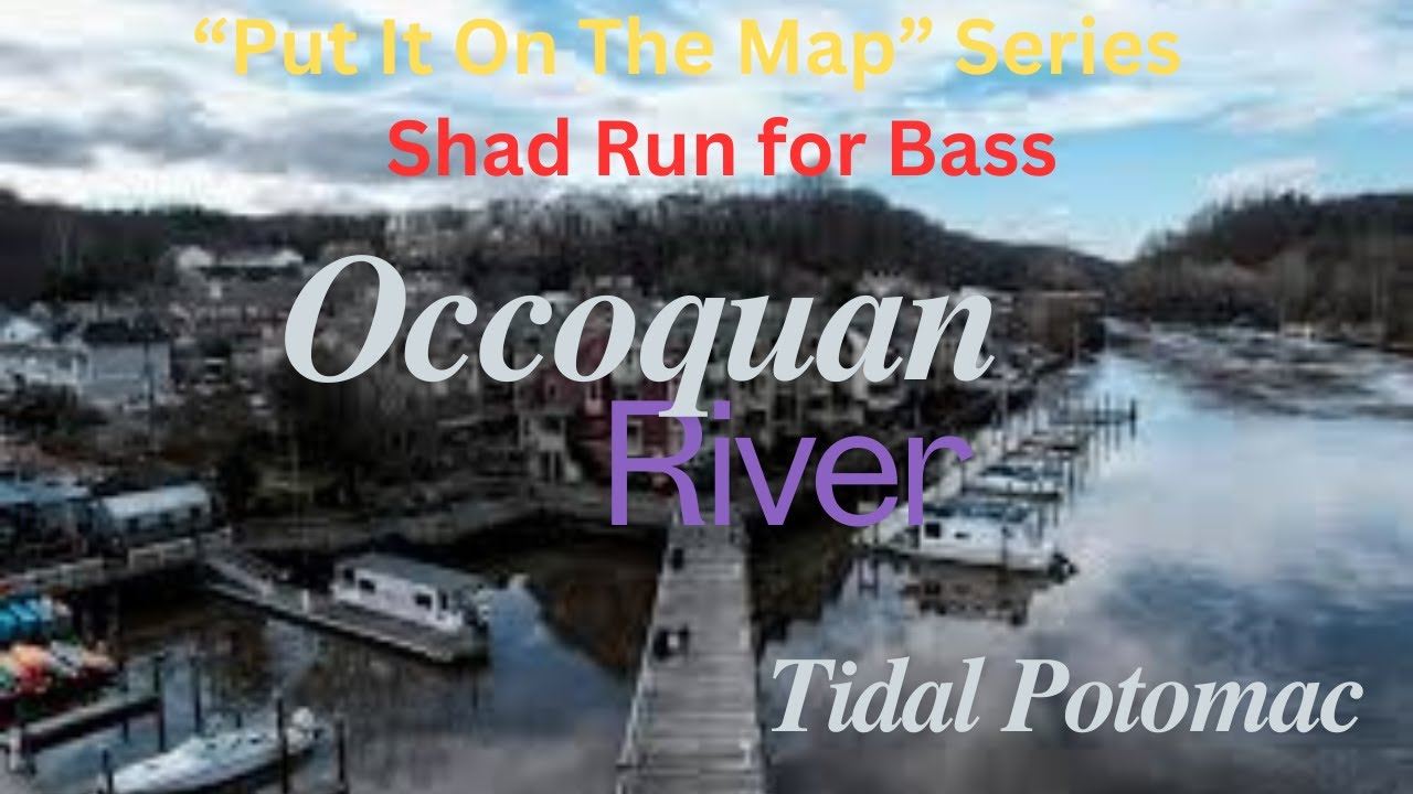 Occoquan River Shad Run Potomac River Bass Fishing In The DMV- Put It ...