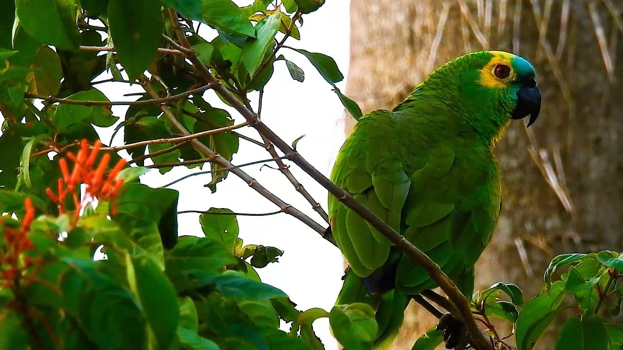 TURQUOISE-FRONTED PARROT, AMAZONA AESTIVA, PAPAGAIO-VERDADEIRO ...
