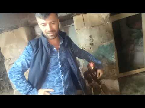 Hint horozu taş ibikle ( çubuk itmanı )