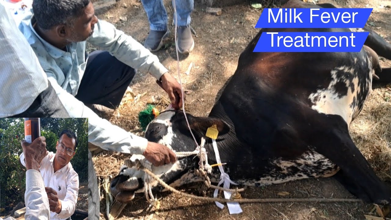 Milk fever Treatment#milk fever#cow downer sysdrome#pashu upchar # ...