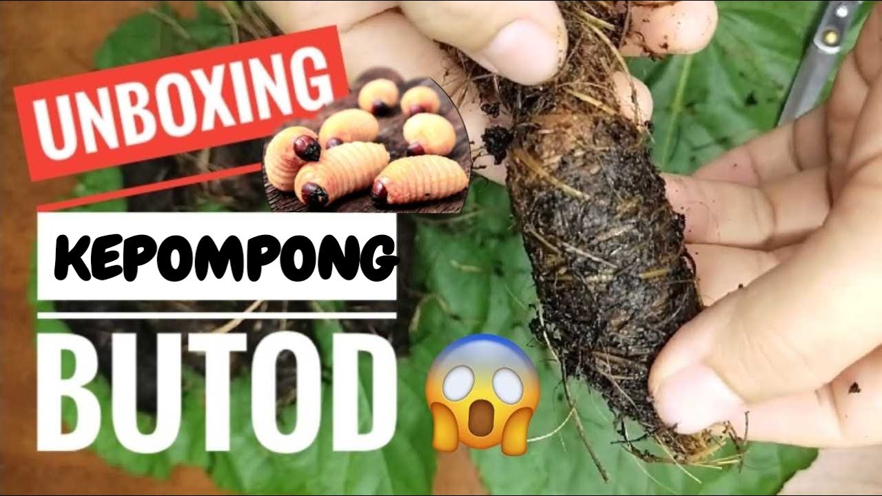 Inilah Rupa Butod / Ulat Sagu Selepas Level-Up - YouTube