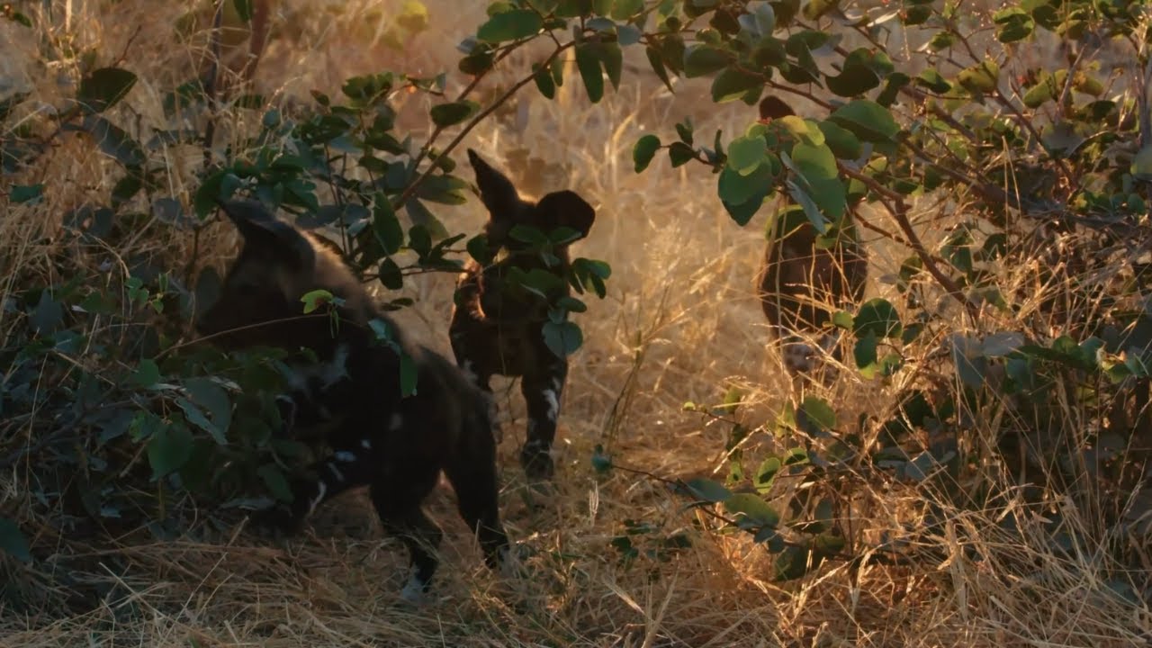 CCP Wild Dog Reintroduction - YouTube