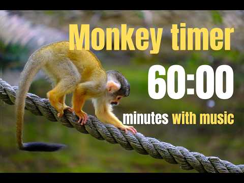 🐒 60-Minute Monkey Timer with Relaxing Music | Fun & Focus for All Ages ...