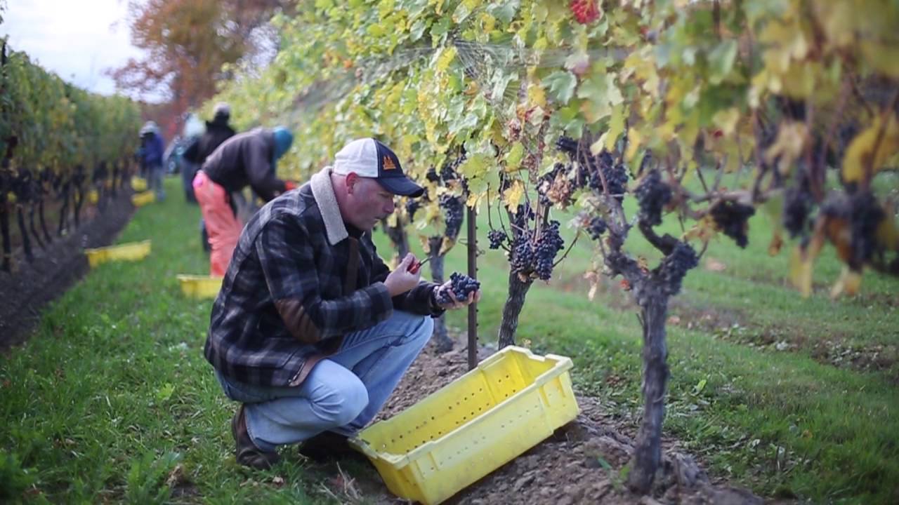 Trius Red - 25 Years of Iconic Wine - YouTube