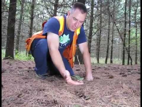 Tree Marking for Forest Health - YouTube