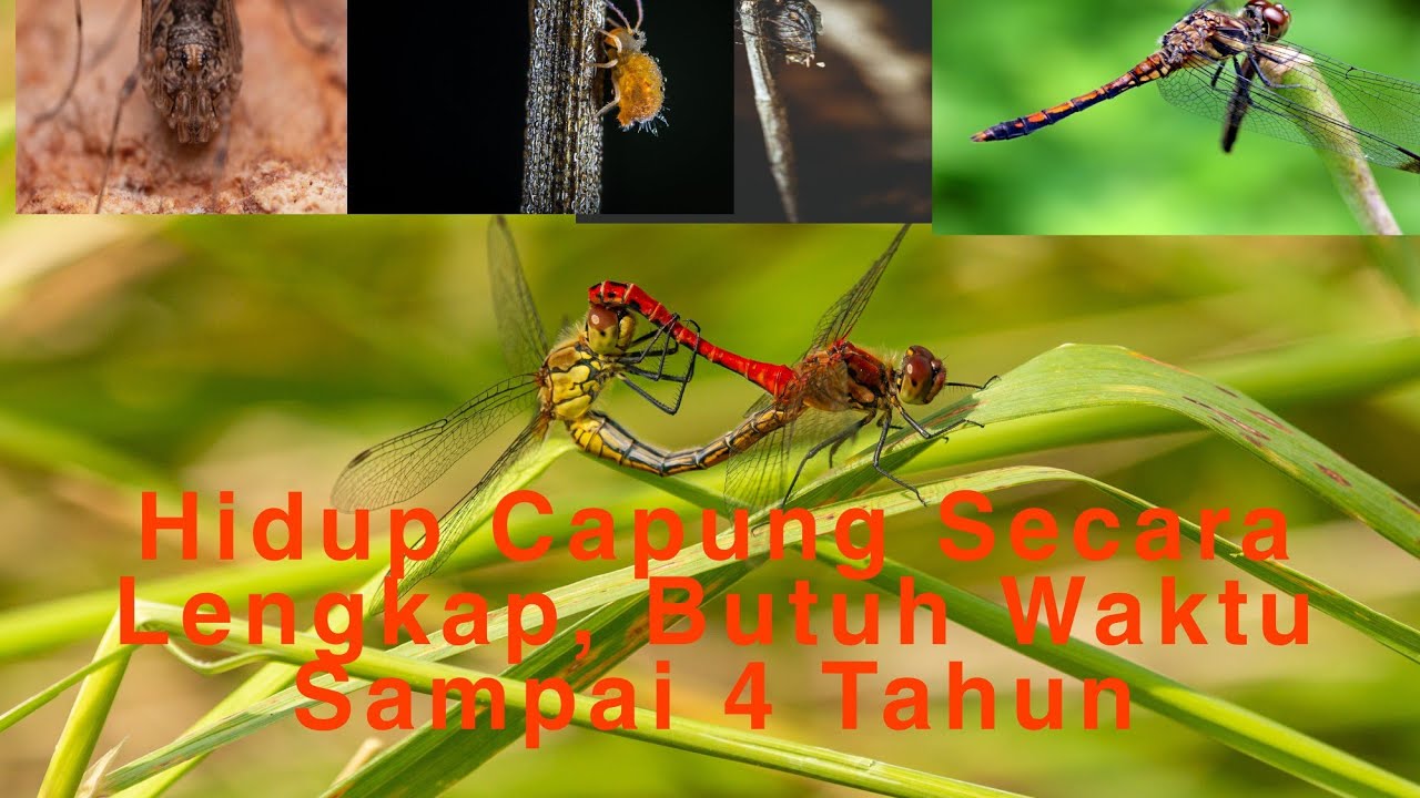 METAMORFOSIS CAPUNG_ SIKLUS HIDUP CAPUNG# SIKLUS HIDUP- TAHAP TAHAP ...