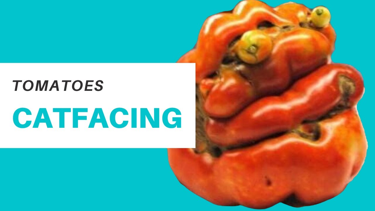 What is CATFACING in a Tomato? - YouTube