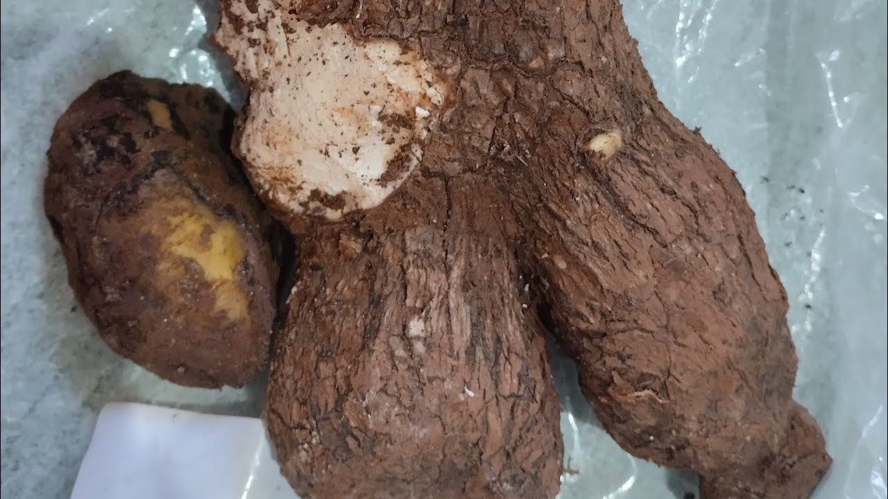 Washing fresh Yam from the farm asmr - YouTube