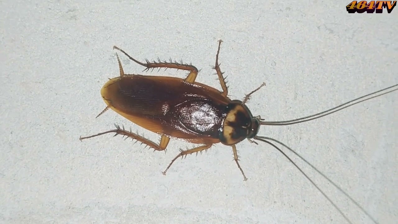 kecoa bermain di dinding rumah #kecoa #serangga #kecoak #cockroach # ...