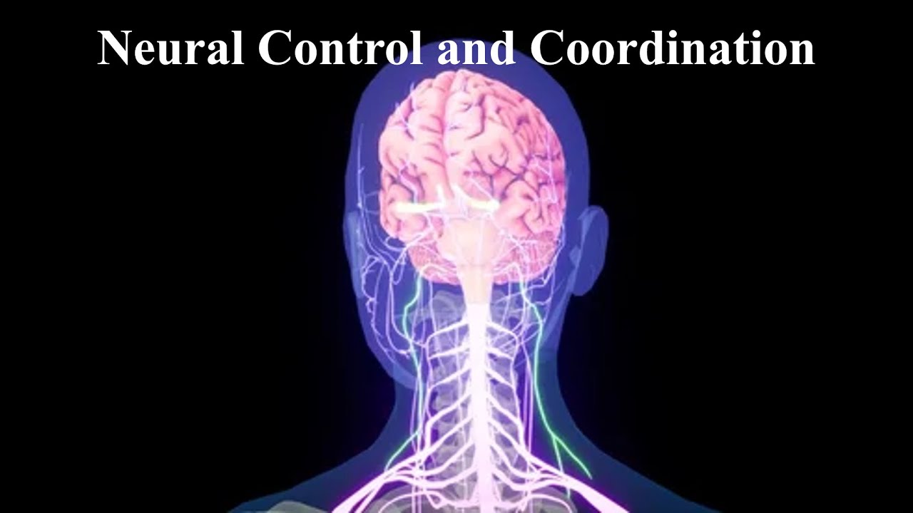 Neural Control and Coordination/ PUC I - YouTube