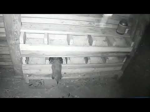 opossum killing a chicken again