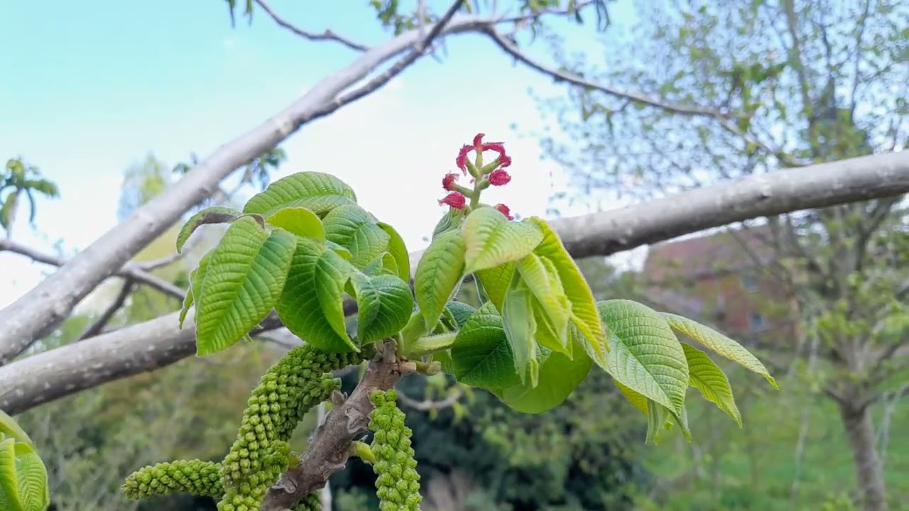 Boterhartnoot in bloei Juglans a x c Mitchell buartnut - YouTube