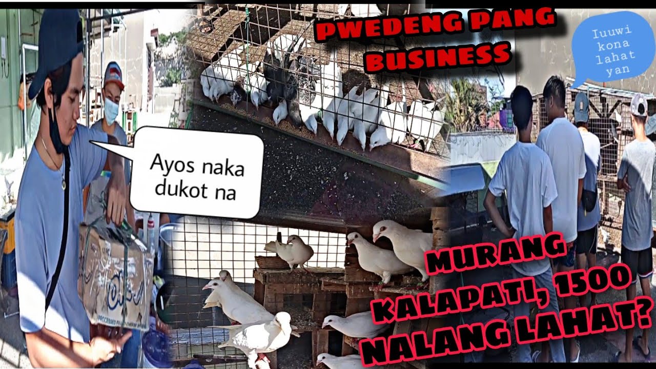 Murang Bentahan ng Kalapati Pure White/ Love Birds / Nakadukot pa ...