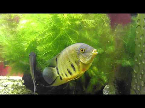 美しい大水槽の魚, Cichlasoma severum