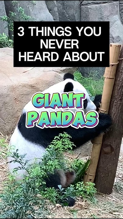 Giant Pandas 🐼 3 facts about these bamboo-loving bears #giantpanda # ...