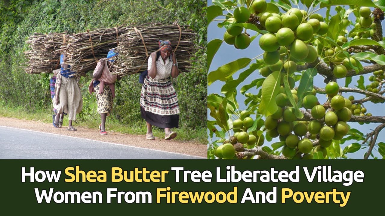 How Shea Butter Tree Liberated Village Women From Firewood And Poverty ...