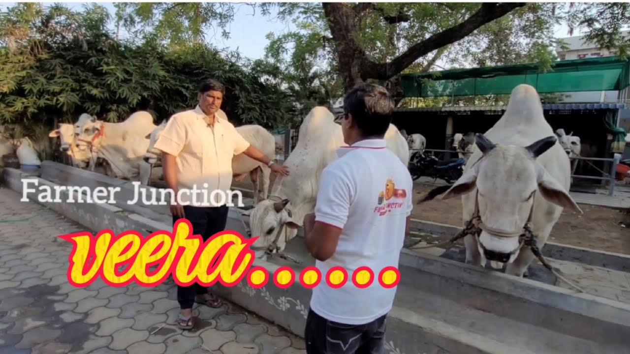 About veera DVR Memorial Bull's Kanuru penamaluru mandalam Vijayawada ...