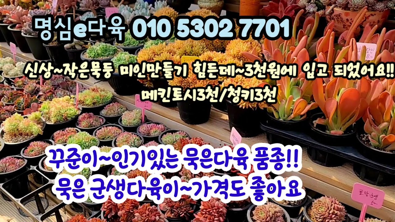 명심e다육 신상 작은묵둥미인 밀크로즈 메킨토시 청키3천에 입고꾸준한 인기품종 입고호빗당인 골드라벨철화대박 로망군생 상아