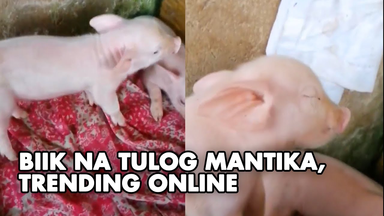 Biik na tulog mantika, trending online - YouTube
